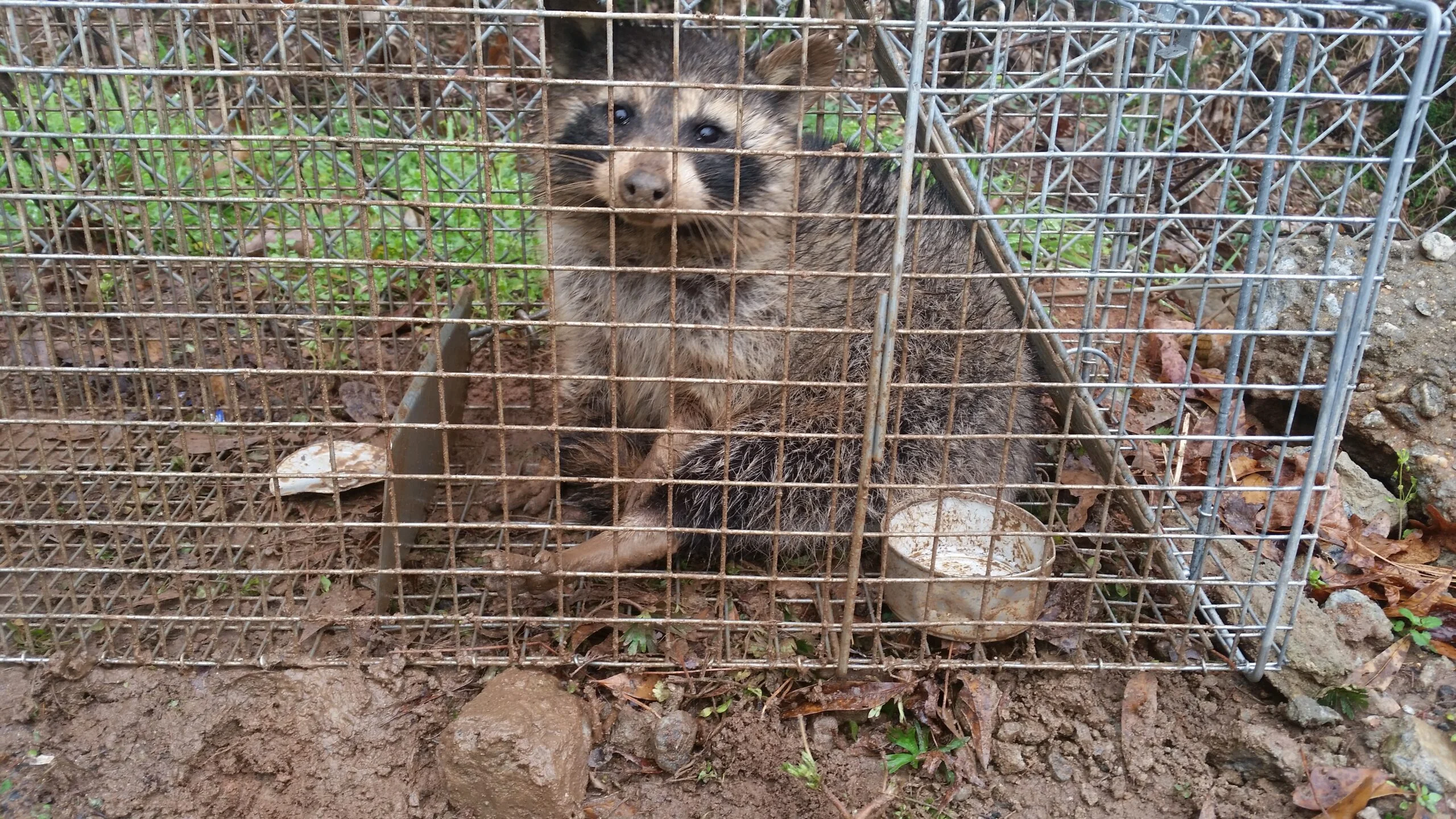 24/7 Nuisance Animal Trapping Atlanta GA| Perimeter Wildlife