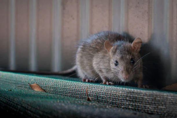 Atlanta 24/7 Animal Removal Services | Perimeter Wildlife